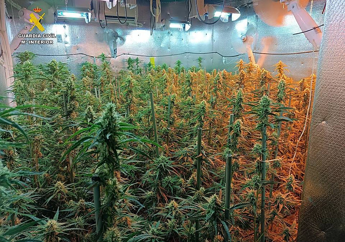 Desmantelada una plantación 'indoor' en Benitatxell con 1.000 plantas de marihuana | Las Provincias
